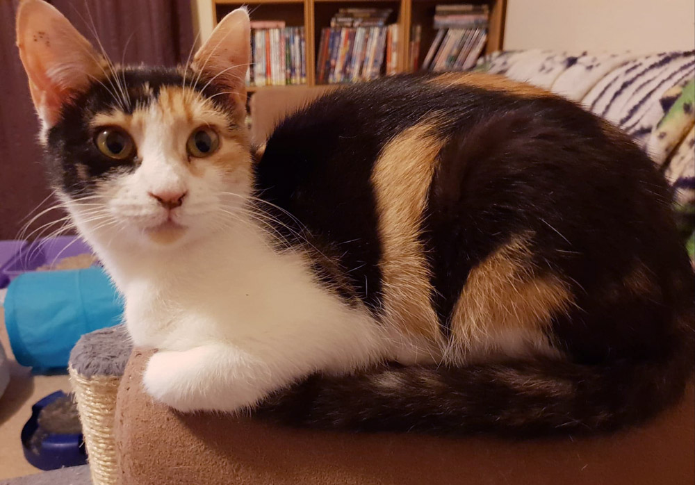 Marnie – Cat Adoption Foundation Inc