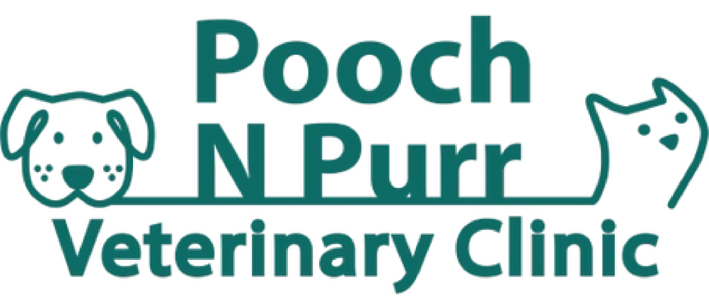 Sponsors – Cat Adoption Foundation Inc